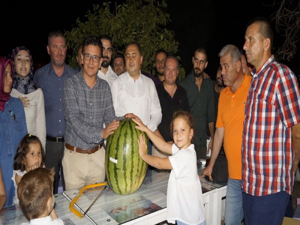 Dev karpuz testereyle kesildi - Antalya Körfez Gazetesi