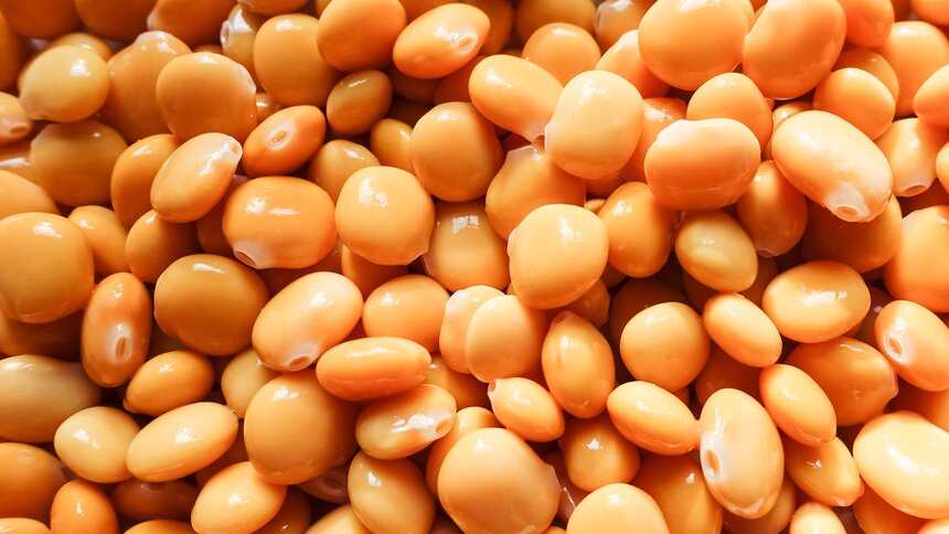 Antalya'nın tirmis şifası! Kan şekeri, tansiyon ve sindirim ...