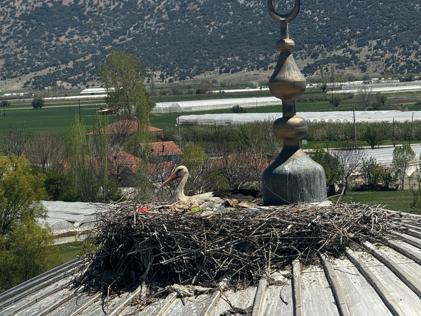 Elmalı'da her yıl gelen leylek cemaatin ilgi odağı oldu - Antalya ...