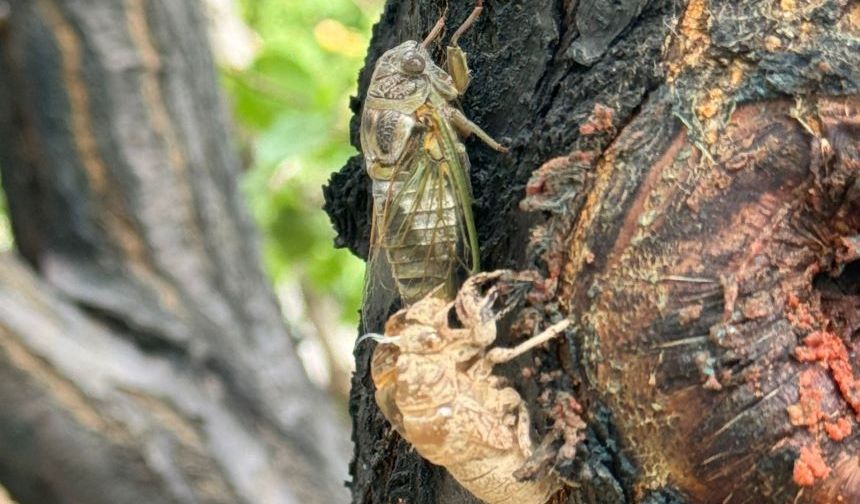 Foto Galeri - Antalya Körfez Gazetesi